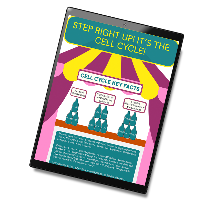 Cell Cycle Infographic - Revvity